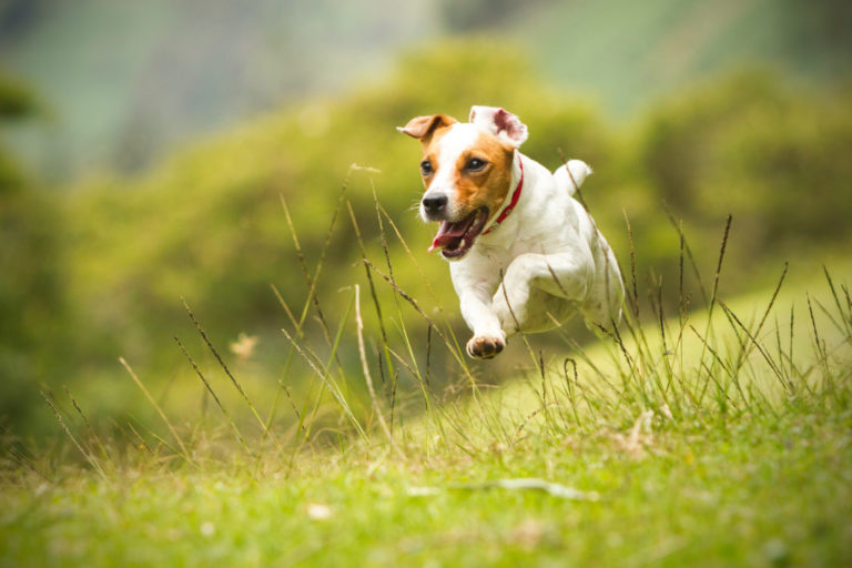 Diabetes In Dogs Can Increase Risk For Human Owners Live The Organic